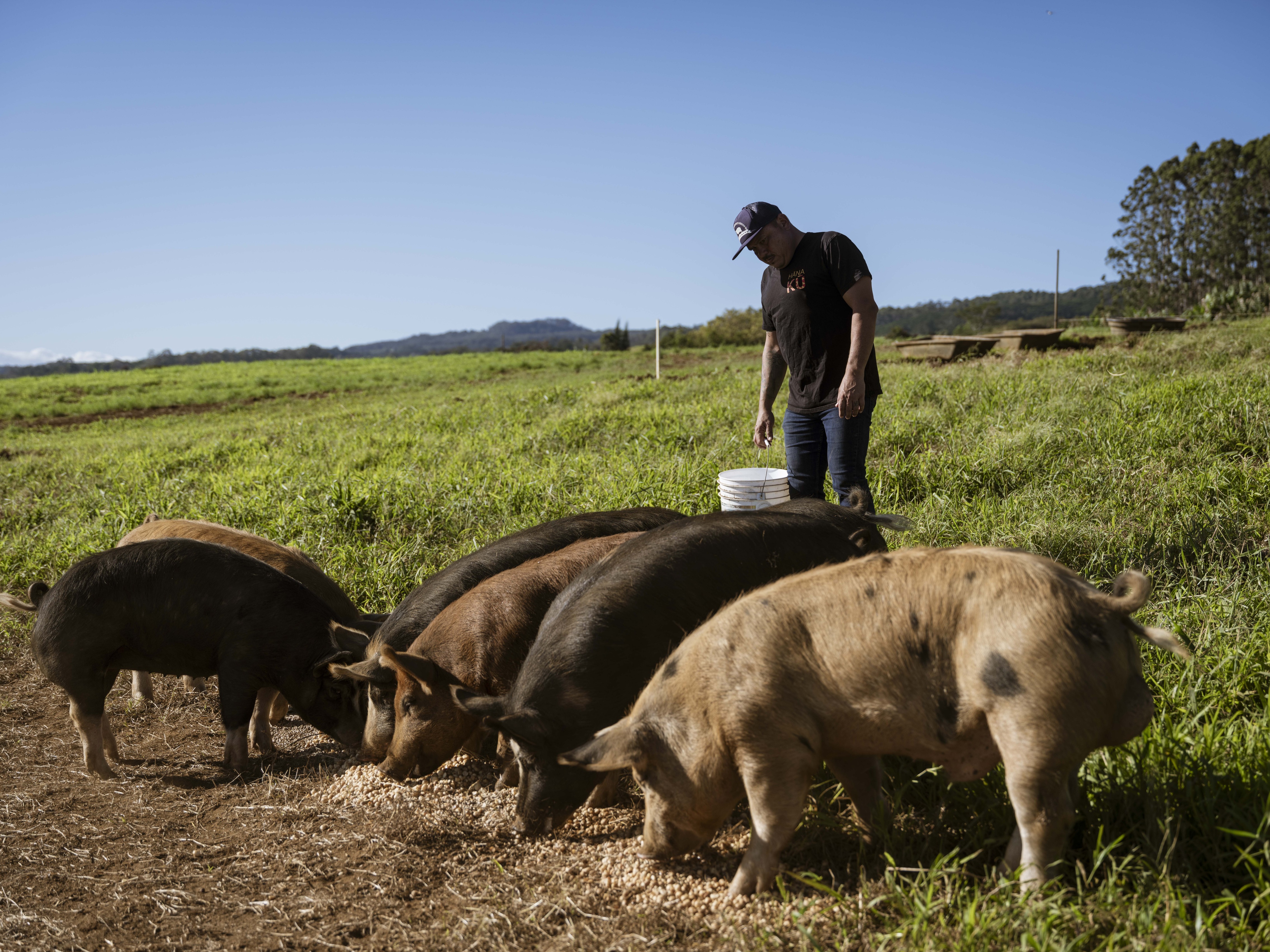 Honoring Tradition: Hawaiian Embraces Sustainable Pig Farming to Help ...