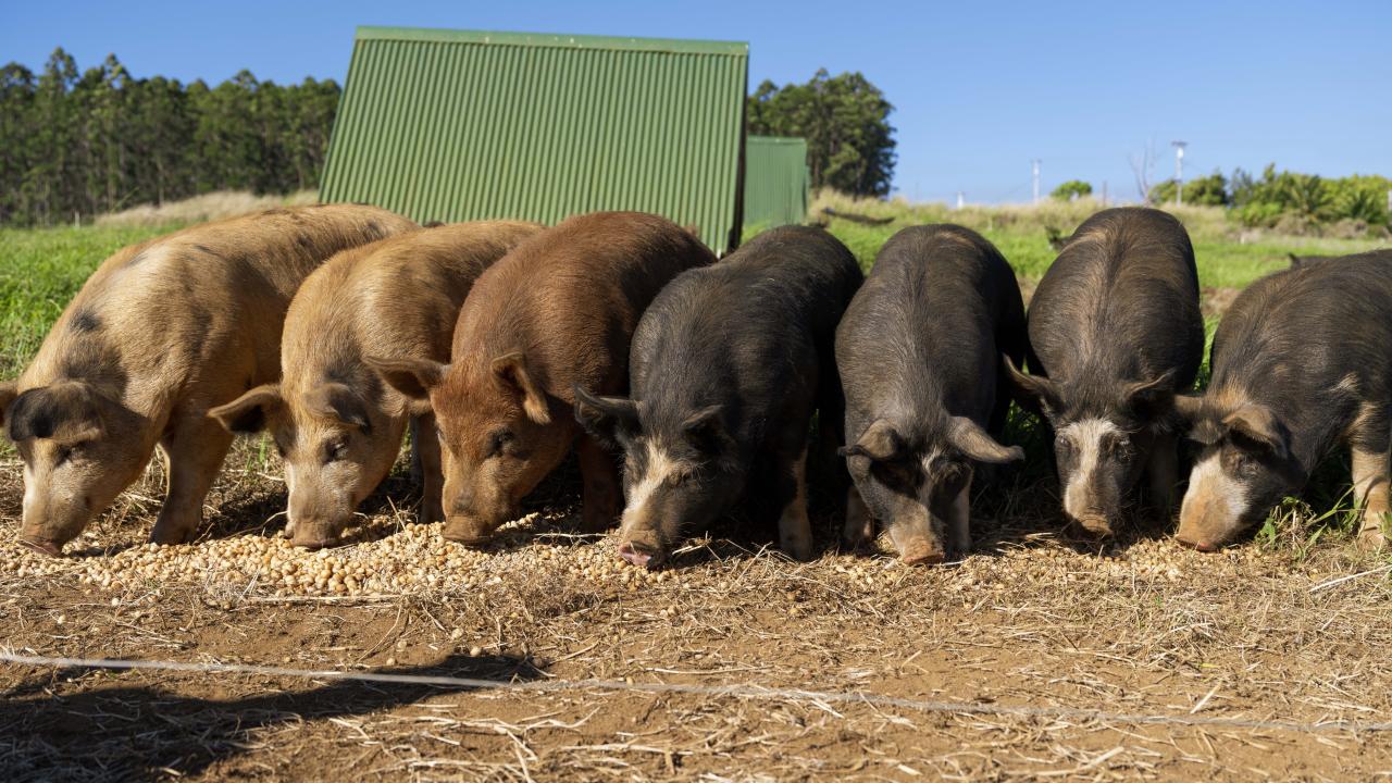 Honoring Tradition: Hawaiian Embraces Sustainable Pig Farming to Help ...