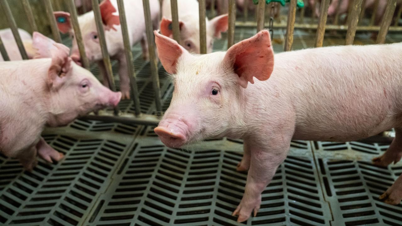 How is CRISPR different than GMO foods? | CLEAR Center